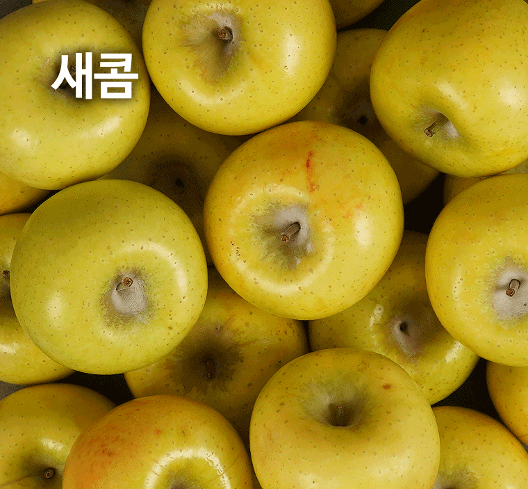 [지투지샵] 황금사과 시나노골드 흠과 중과 5kg - 현대Hmall