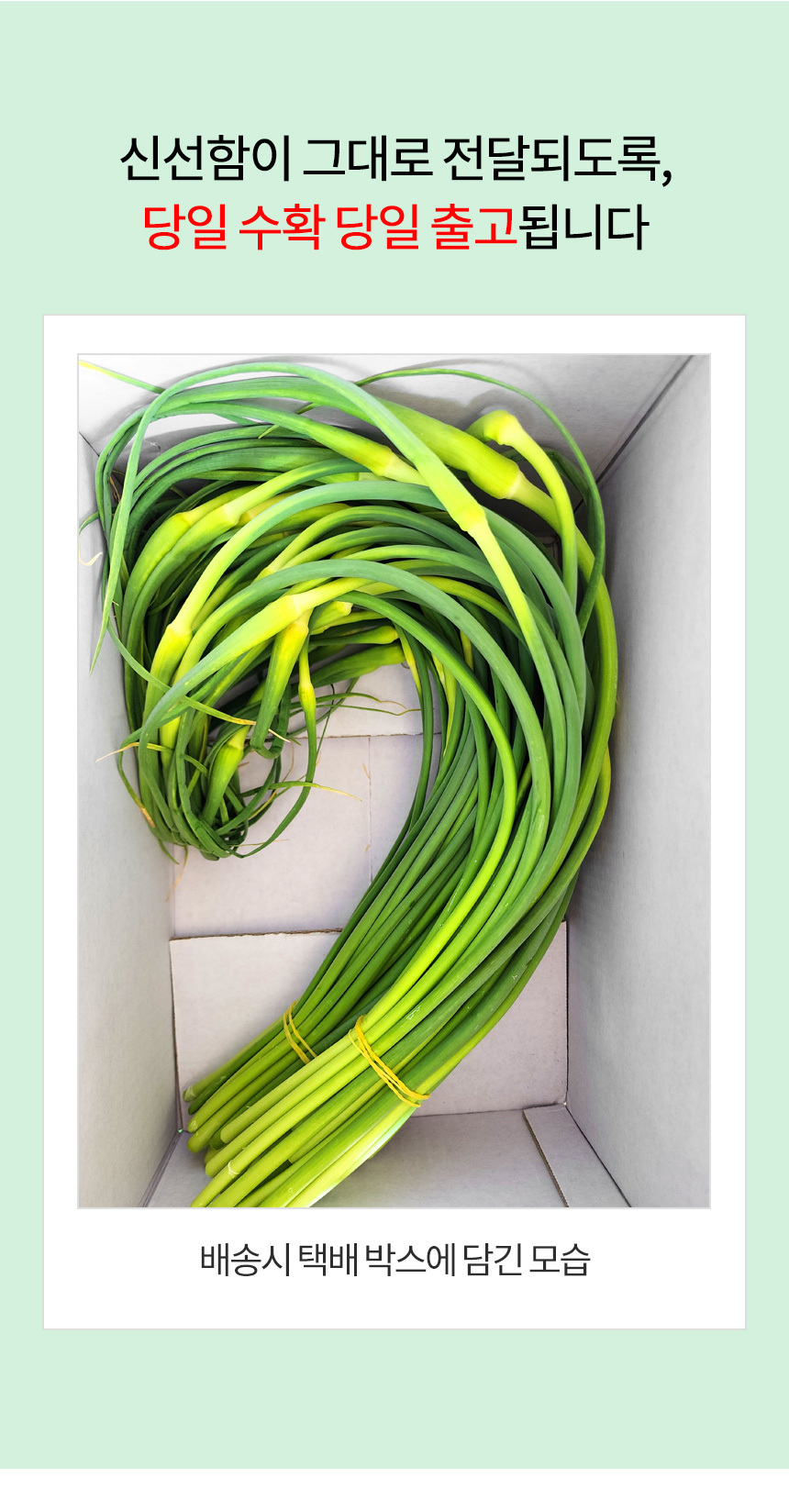 (자연담음) 국내산 햇 홍산마늘쫑 1kg 2kg 3kg